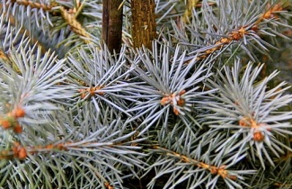 Sparren kopen? Bestel ze hier! | Ten Hoven Bomen