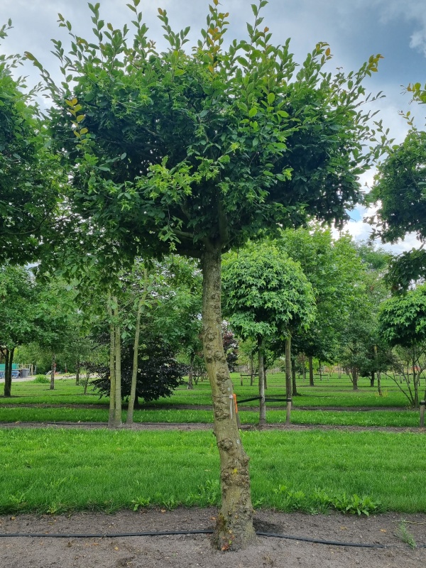 Dakboom kopen? bekijk onze webshop.