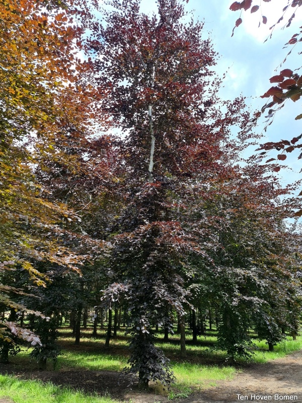 Zoekt u een grote rode beuk? Nr 1000 is al een hele hoge boom.