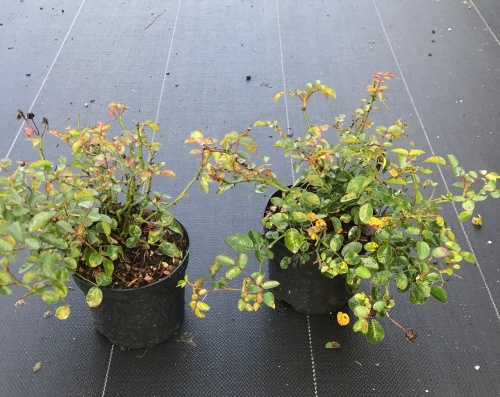 Bodembedekkende roos Snow Ballet, Rosa (H) Snow Ballet kopen