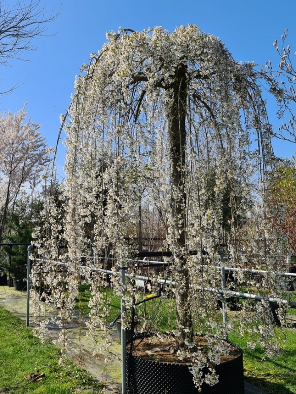 Een grote bloeiende treurboom kopen?