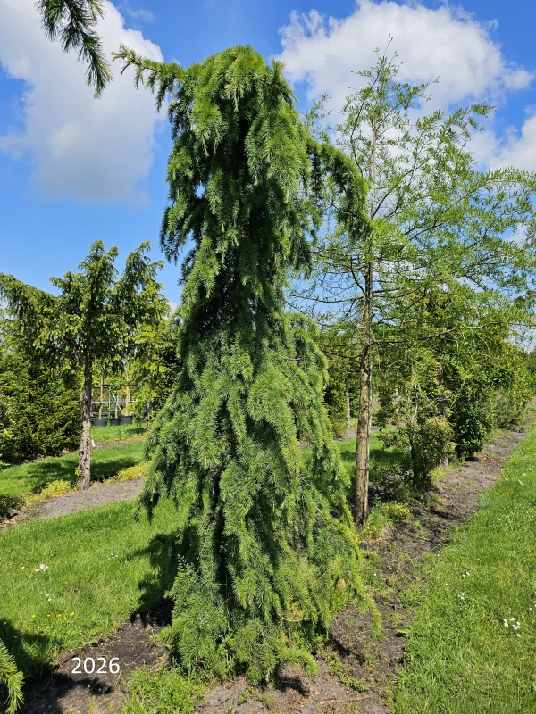 Een Cedrus deodara 'Pendula' als grote treurboom kopen?