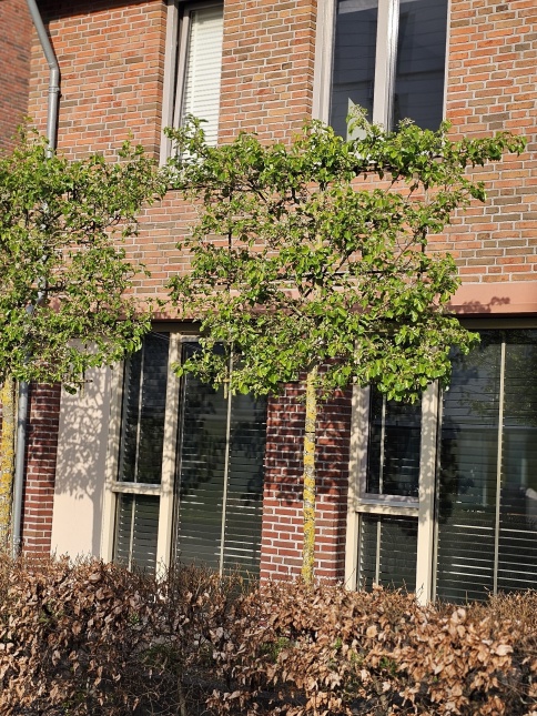 Leipeer, sierpeer, Pyrus calleryana 'Chanticleer' kopen