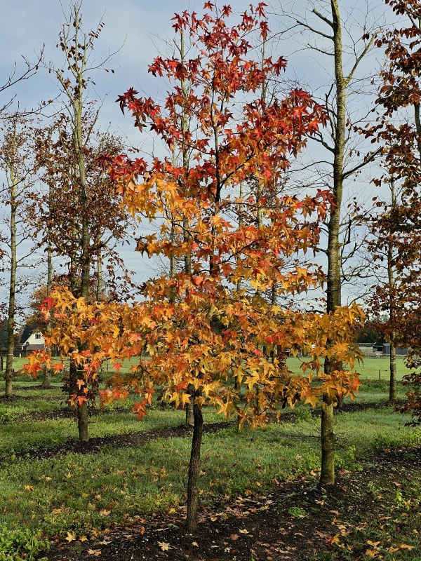Liquidambar styraciflua kopen als bijzondere boom