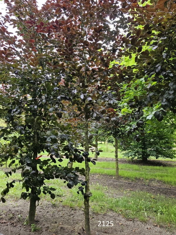 Een bijzondere rode beuk met extra rood blad kopen? | Ten Hoven