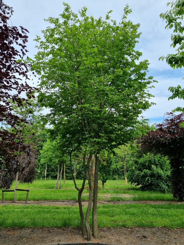 De carpinus als bijzondere meerstammige boom!