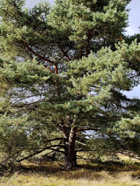 Grove Den, Pinus sylvestris kopen