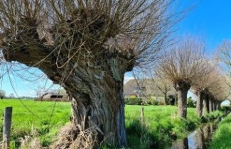 Wilgenboom kopen? Bestel ze hier! | Ten Hoven Bomen