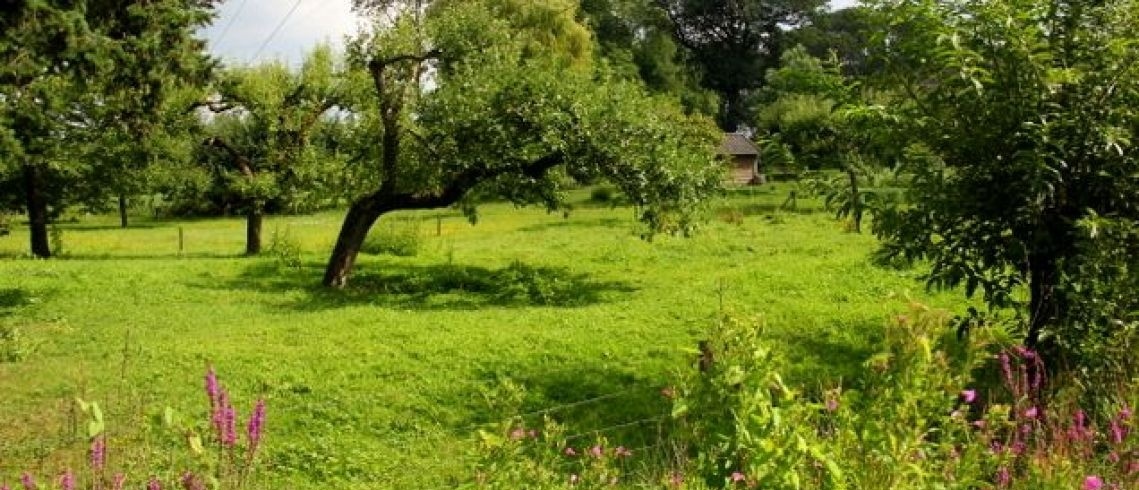 Biodiversiteit in de boomgaard of fruittuin