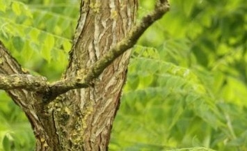 Ten Hoven Bomen Webshop - Online bomen en planten kopen.