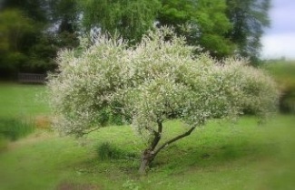 Wilgenboom kopen? Bestel ze hier! | Ten Hoven Bomen