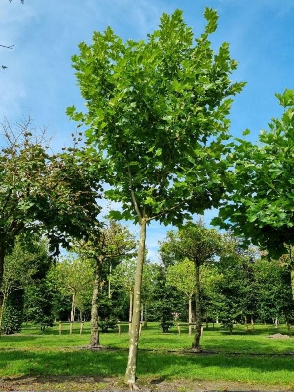 Een bijzondere grote plataan kopen?