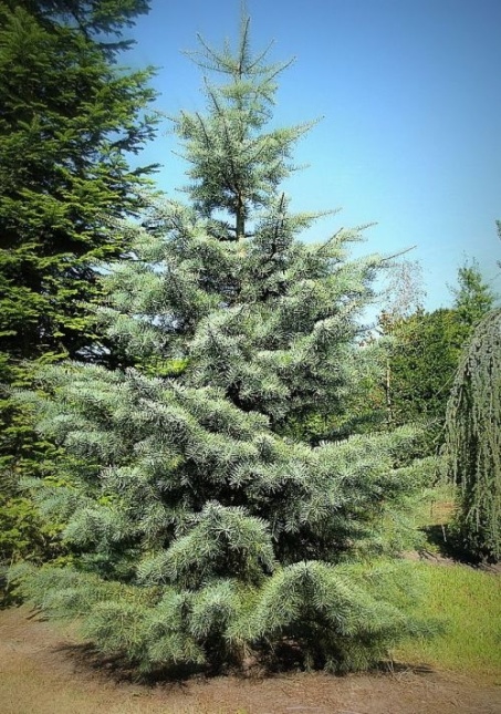 Colorado zilverspar, Abies concolor kopen