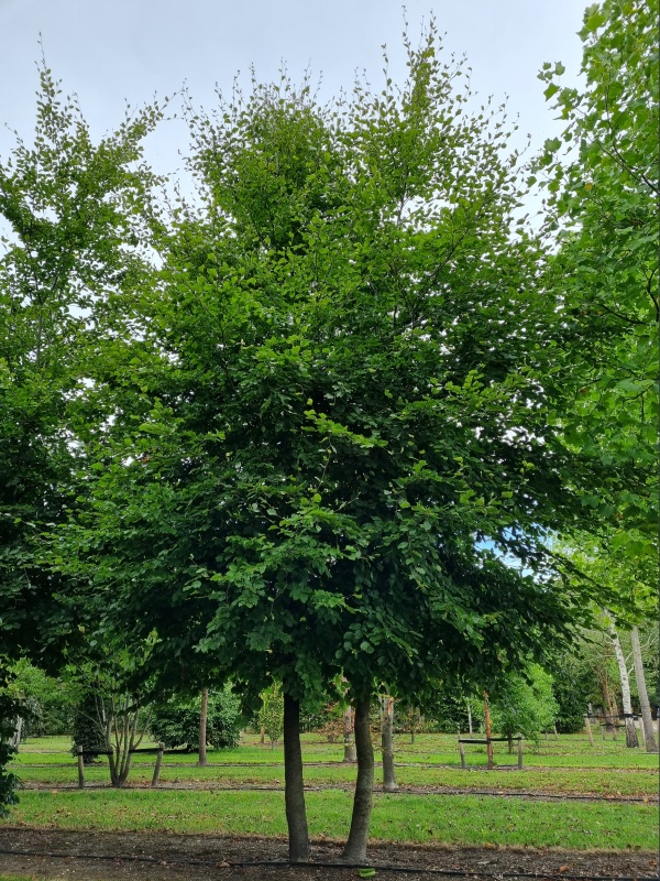 Fagus sylvatica als inheemse boom