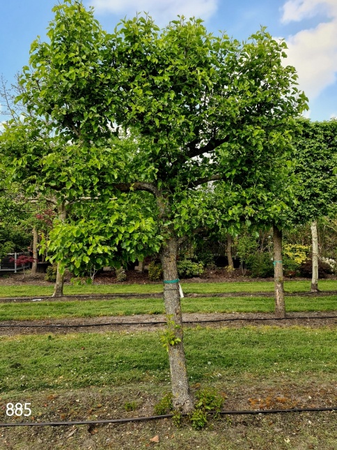 Leipeer, sierpeer, Pyrus calleryana 'Chanticleer' kopen