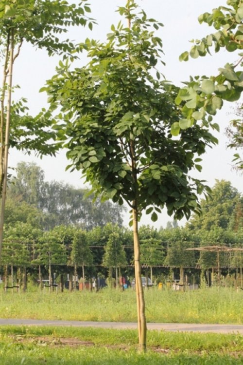 Geelhout, Cladrastis kentukea kopen