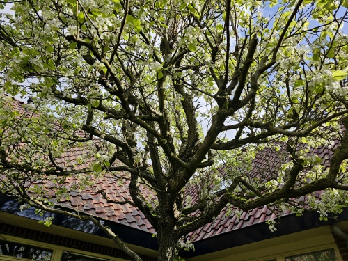 Sierpeer, Pyrus calleryana 'Chanticleer' kopen