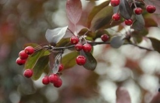 Sierappels in diverse maten en soorten kopen