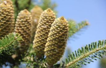 Sparren kopen? Bestel ze hier! | Ten Hoven Bomen