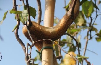 Divers assortiment treurvormen kopen