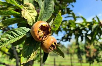 Diverse rassen mispels in laag, half en hoogstammen