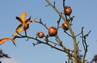 Diverse rassen mispels in laag, half en hoogstammen