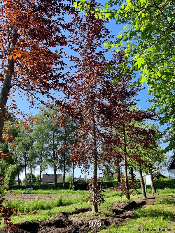 Zoekt u een grote rode beuk? Nr 976 is nog beschikbaar