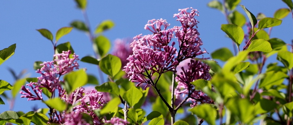 Alles over het snoeien van een sering