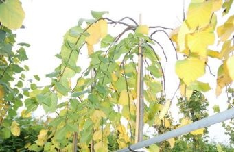 Divers assortiment treurvormen kopen