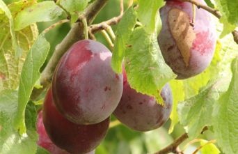 Pruimenbomen kopen? Divers Assortiment! | Ten Hoven Bomen