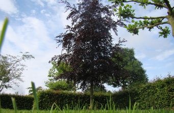 Beukenboom kopen? Bekijk ze hier! | Ten Hoven Bomen