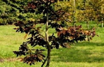 Tuinbonsai in Beuk en Haagbeuk