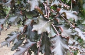 Divers assortiment treurvormen kopen