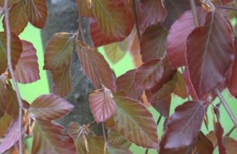 Divers assortiment treurvormen kopen