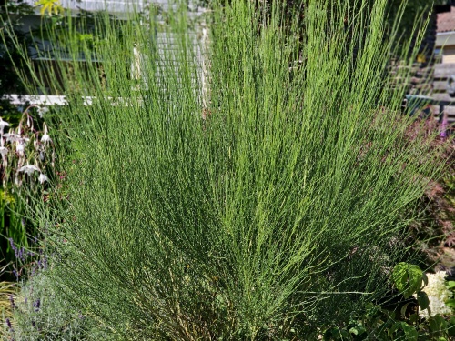Brem 'Albus', Cytisus praecox 'Albus' kopen