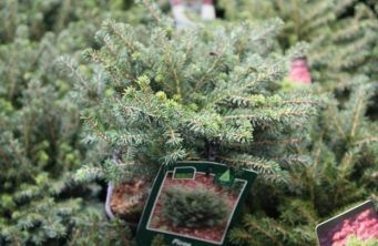 Sparren kopen? Bestel ze hier! | Ten Hoven Bomen