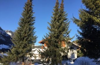 Sparren kopen? Bestel ze hier! | Ten Hoven Bomen