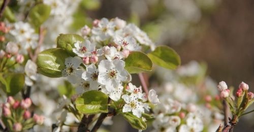 Sierpeer, Pyrus calleryana 'Chanticleer' kopen