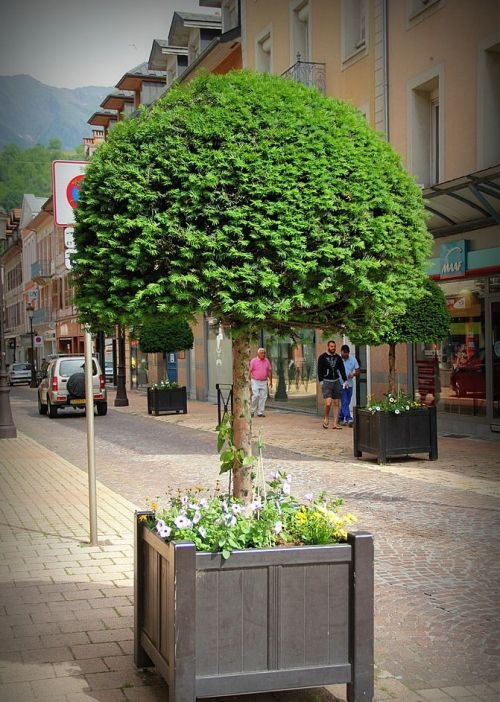 Taxus, Taxus baccata kopen