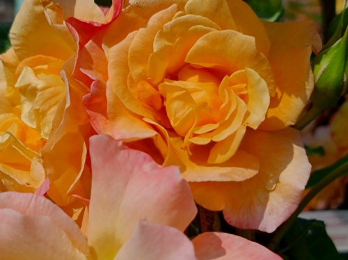 Klimroos 'Moonlight', Rosa (H) 'Moonlight' kopen