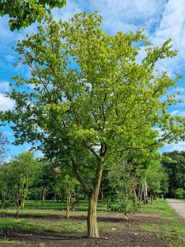 Deze Carpinus betulus als grote boom voor een kleine tuin.