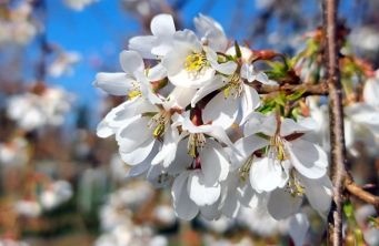 Divers assortiment treurvormen kopen