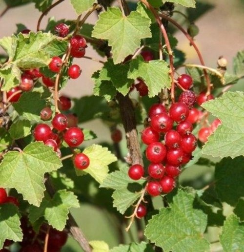 Rode bes 'Rolan', Ribes rubrum 'Rolan' kopen