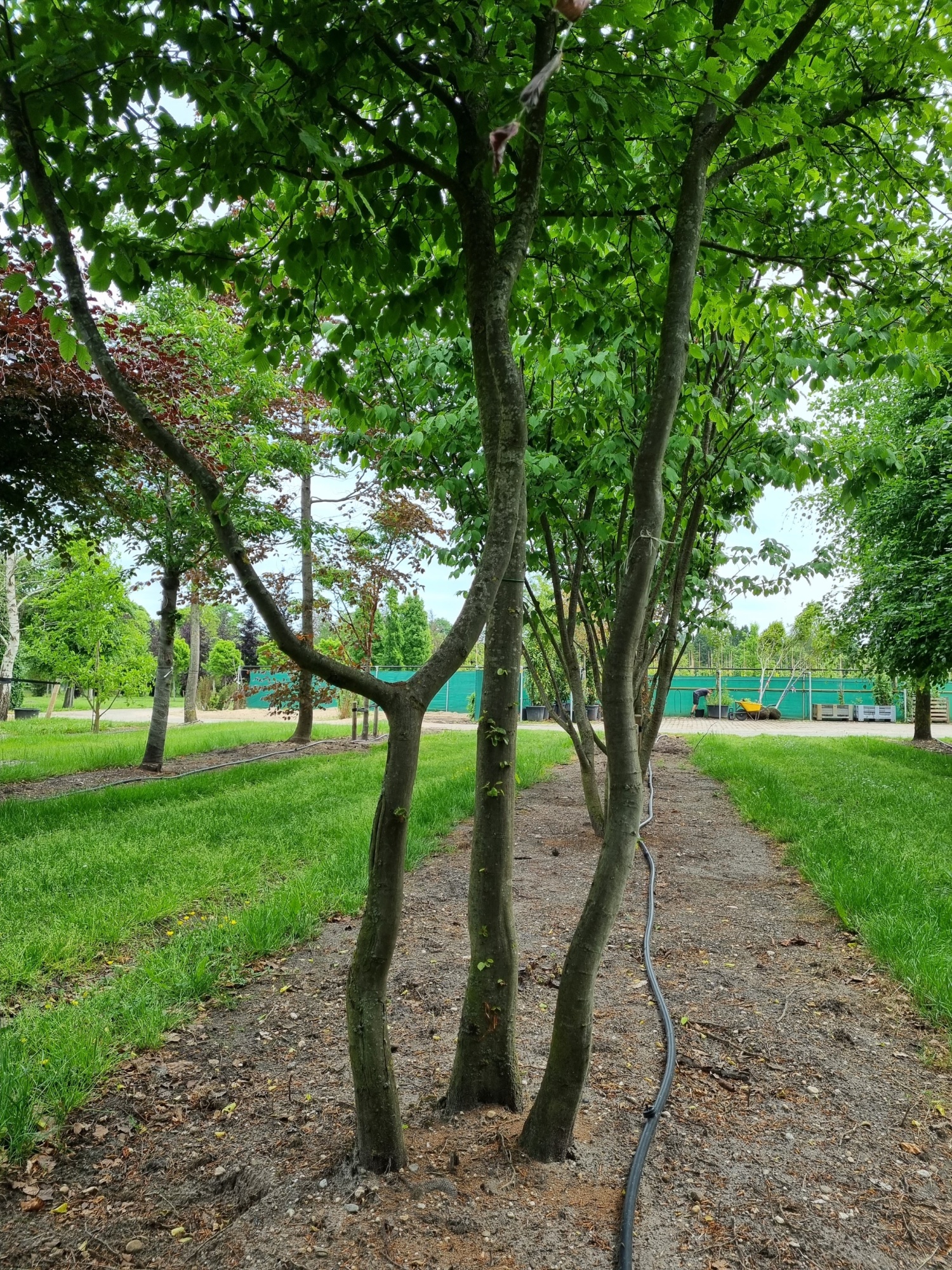 De carpinus als bijzondere meerstammige boom!