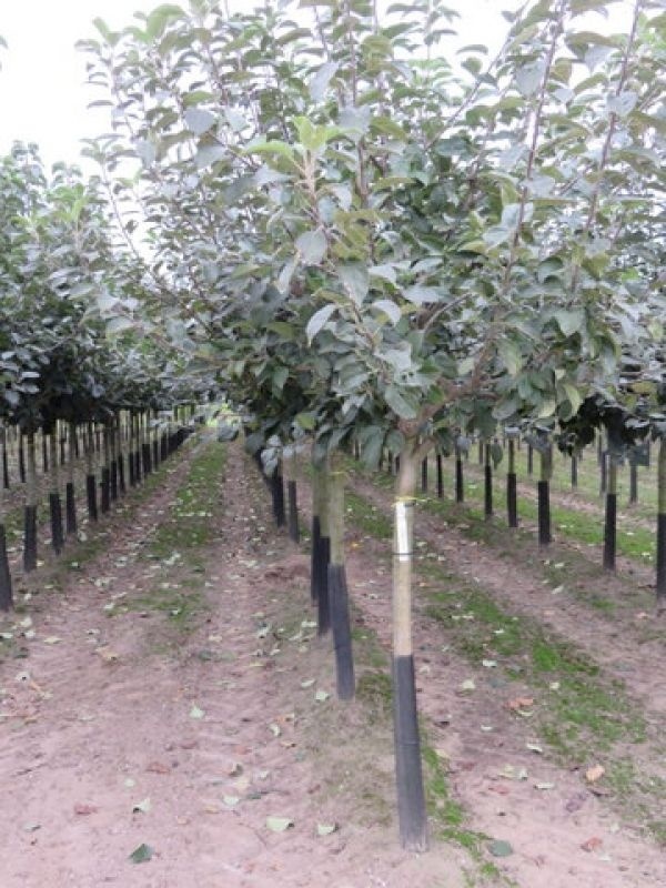 Appel 'Gravensteiner', Malus domestica 'Gravensteiner' kopen
