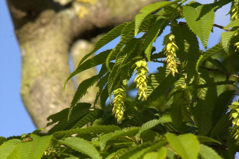 Deze Carpinus betulus als grote boom voor een kleine tuin.