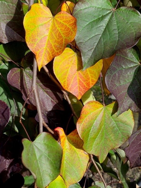 Amerikaanse Judasboom, Cercis canadensis 'Ruby Falls' kopen