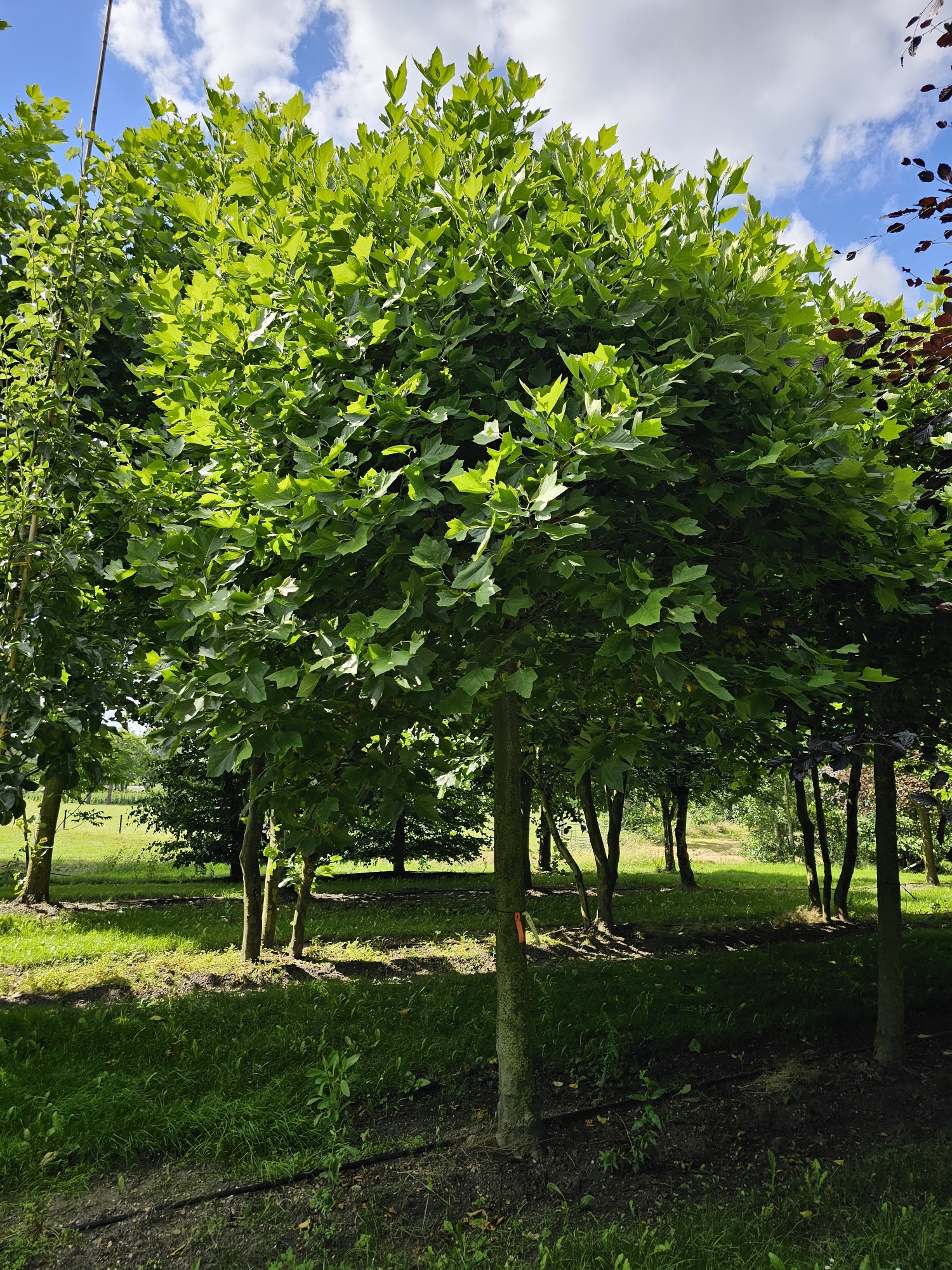 Plataan, Platanus x hispanica 'Alphen's Globe' kopen
