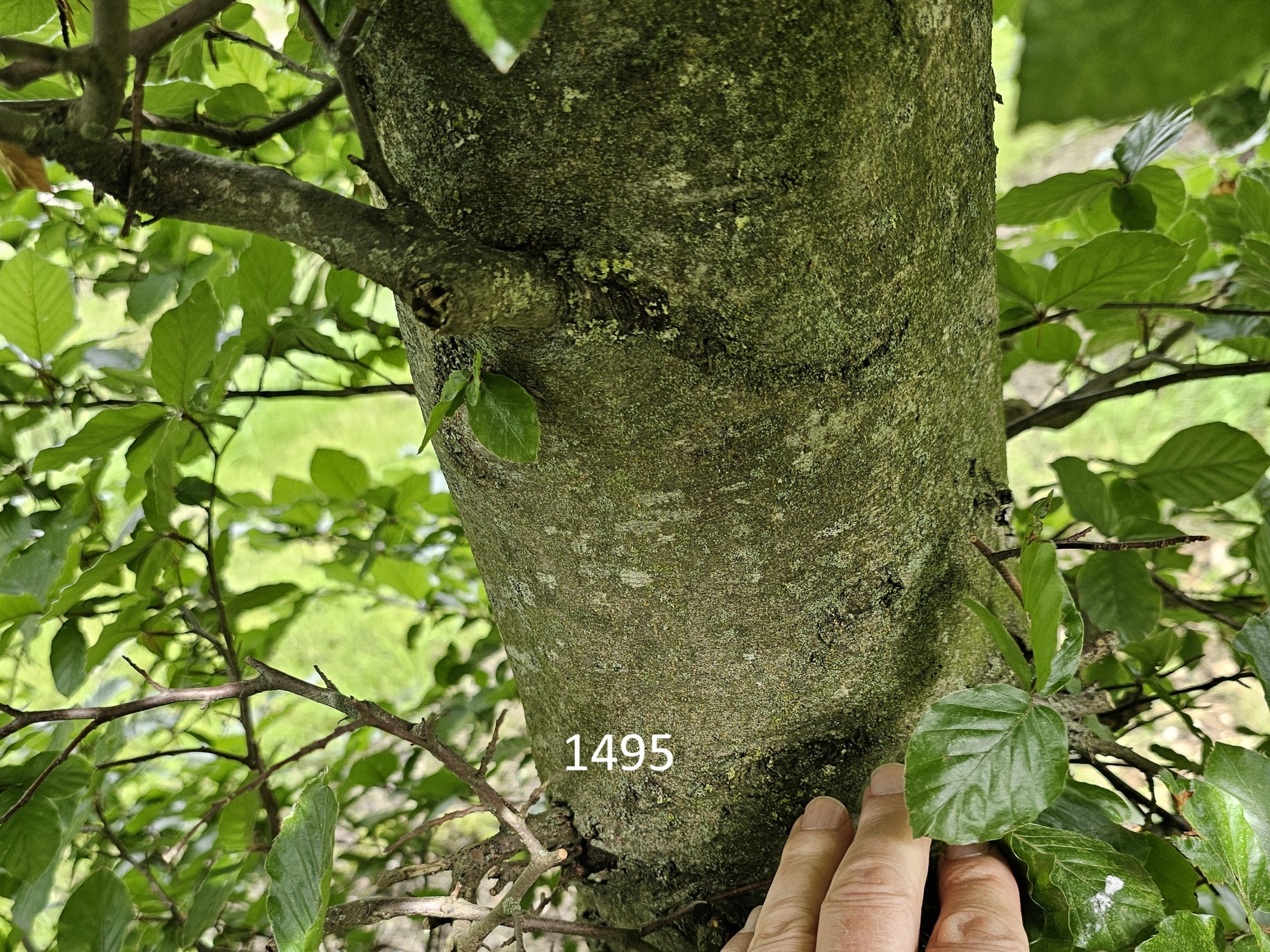 Fagus sylvatica is een prachtige solitaire inheemse boom