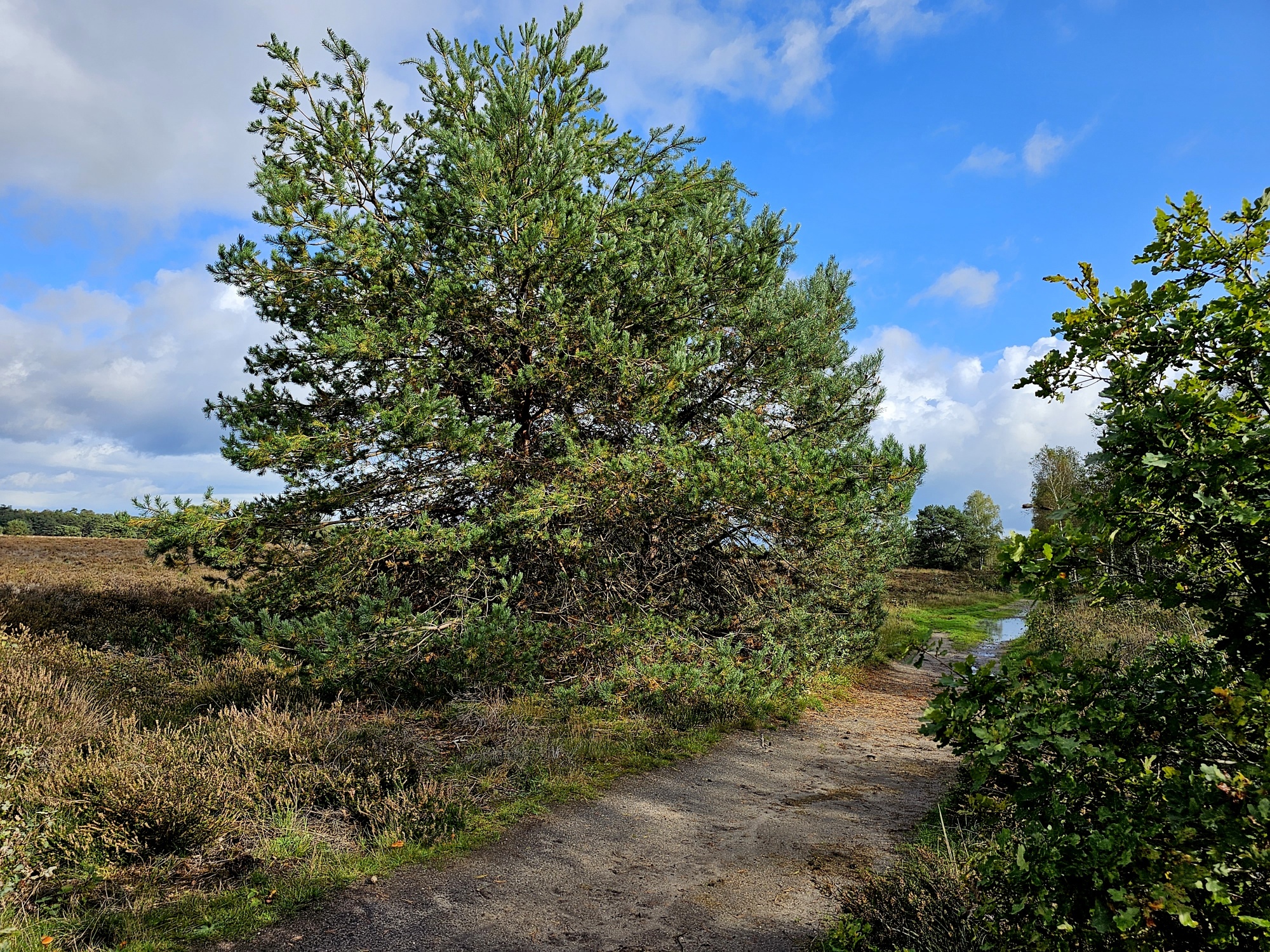 Grove Den, Pinus sylvestris kopen